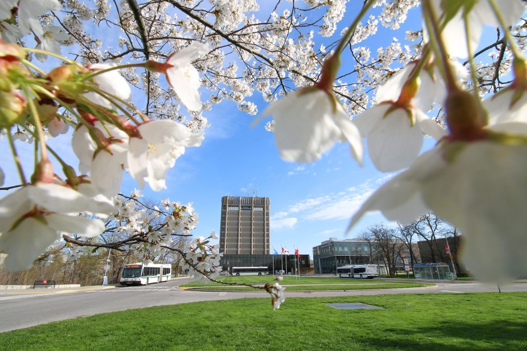 GALLERY: Brock’s campus in blossom bliss – The Brock News